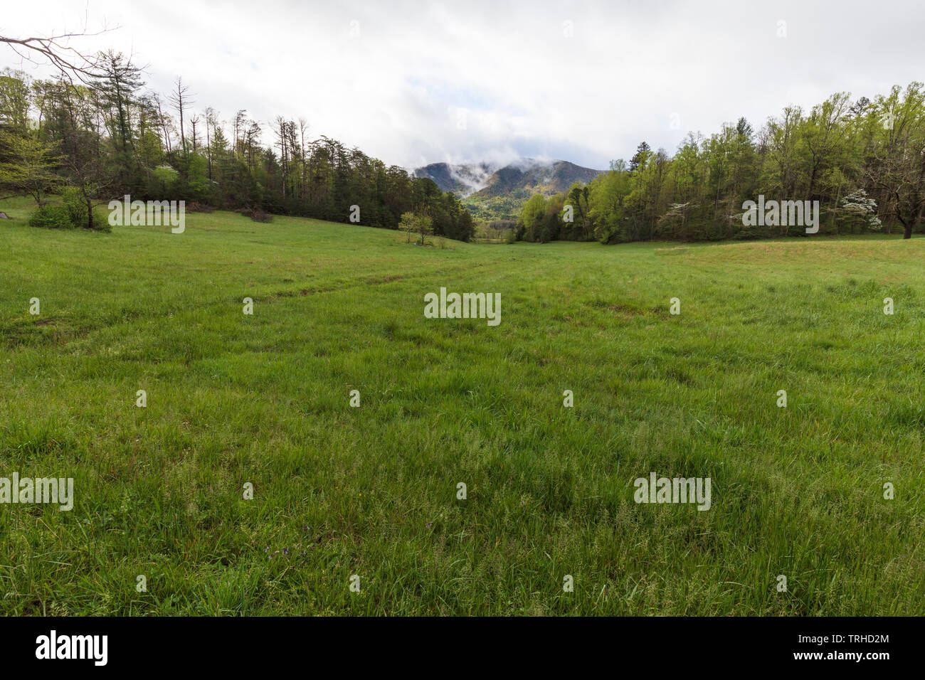 Cade's Cove, Spring, Great Smoky Mountains National Park, Tennessee ...