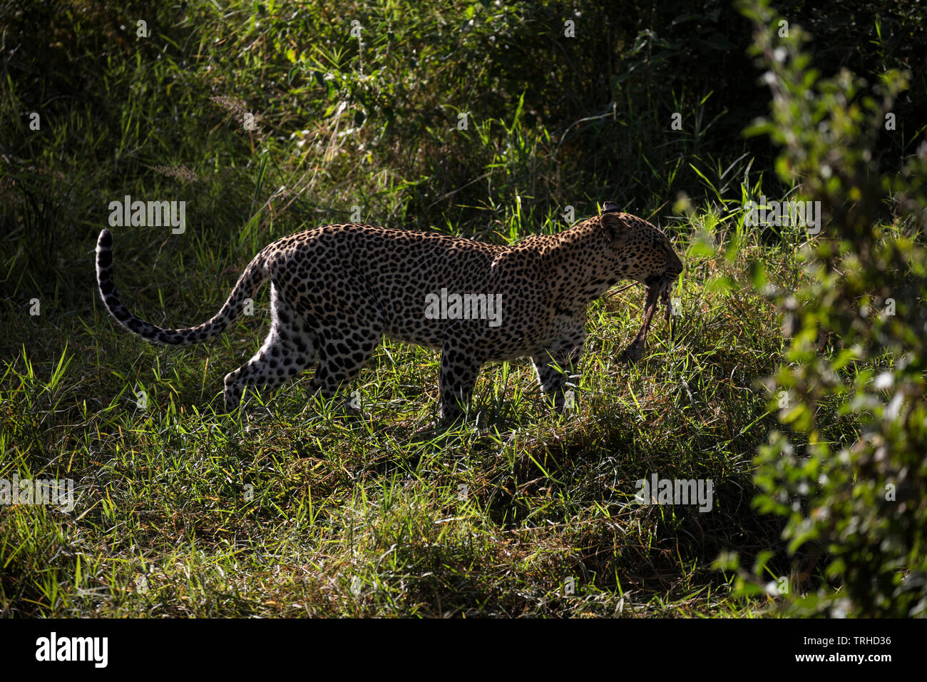 Leopard with cubs (Panthera pardus) with partial remains of recent kill ...