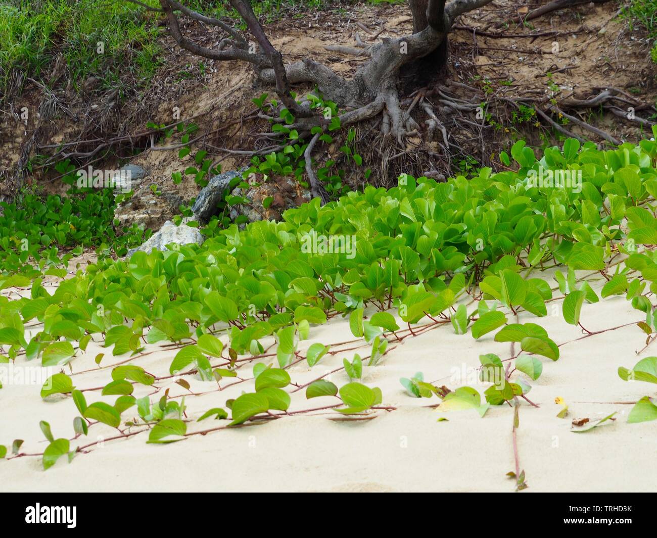 Railroad vine australia hi-res stock photography and images - Alamy
