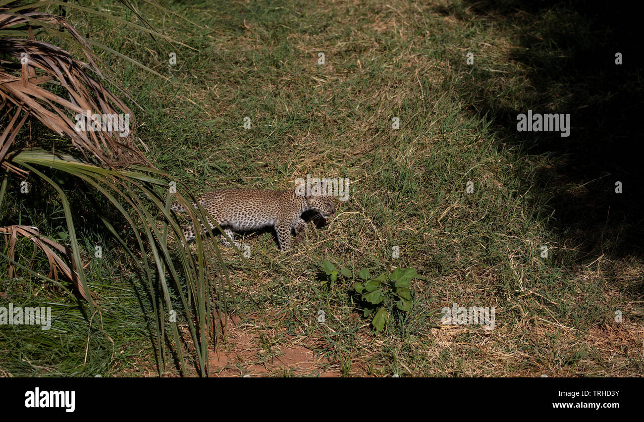 Leopard cub moving through shrubs along river bank (Panthera pardus ...