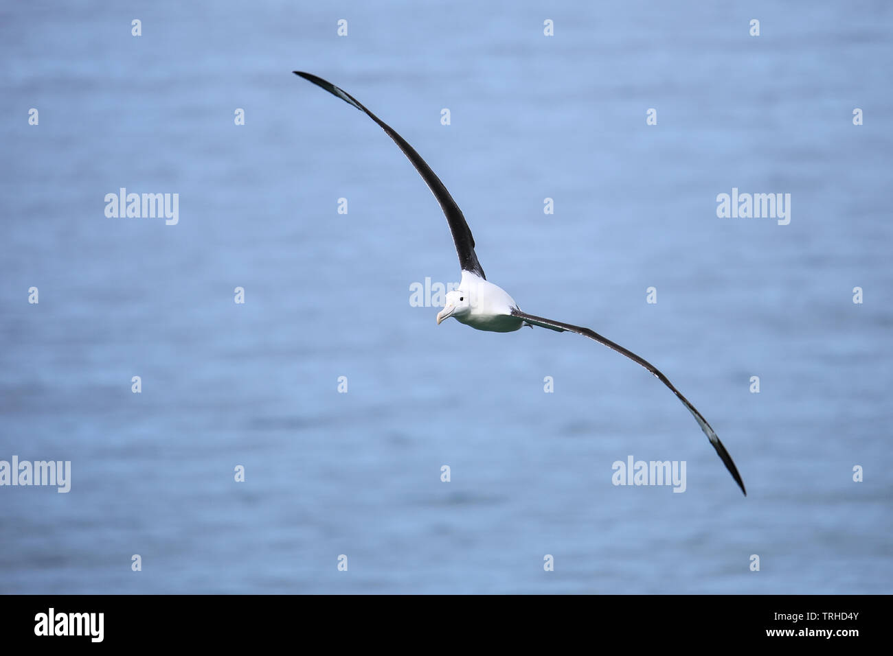 Taiaroa headland hi-res stock photography and images - Alamy
