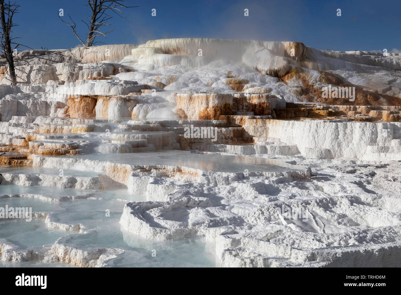 Thermal features, Mammoth Hot Springs, Yellowstone National Park ...