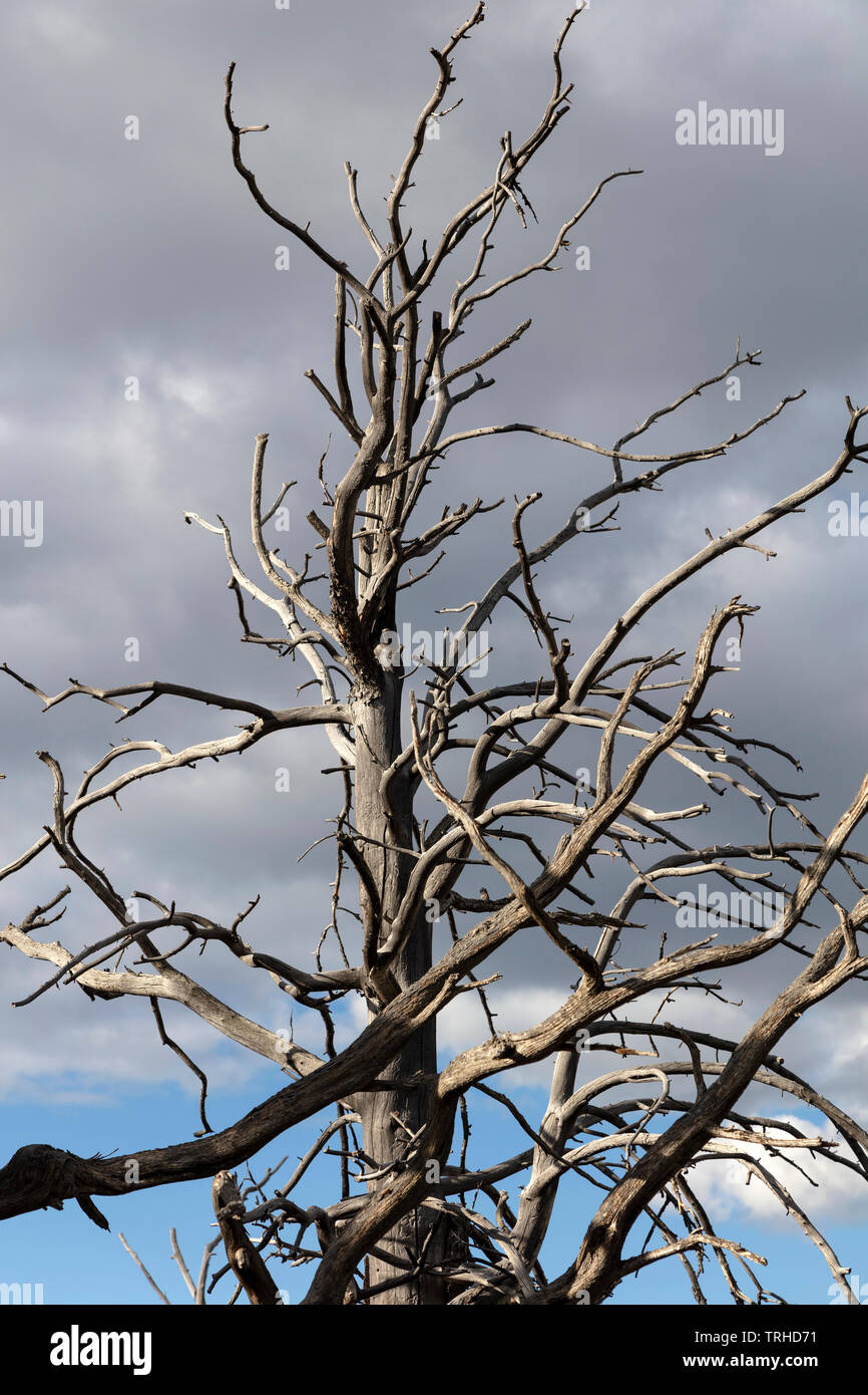 Snag, dead tree, Mammoth Hot Springs, Yellowstone National Park ...