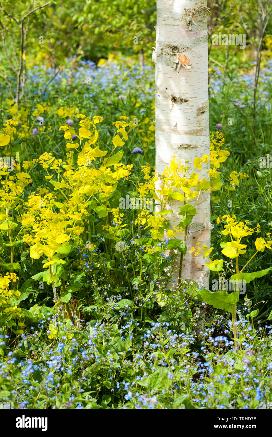 Silver birch forest hi-res stock photography and images - Alamy