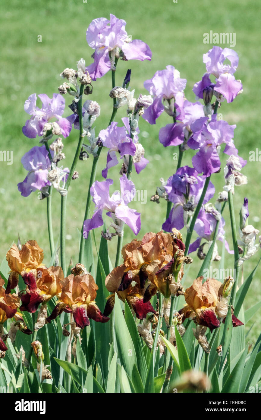 Perennial garden flowers colorful Irises, border Stock Photo - Alamy