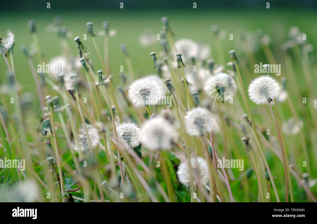 Seed summer hi-res stock photography and images - Alamy