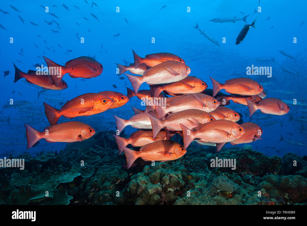 Shoal of Slender Pinjalo Snapper, Pinjalo lewisi, Tufi, Solomon Sea ...