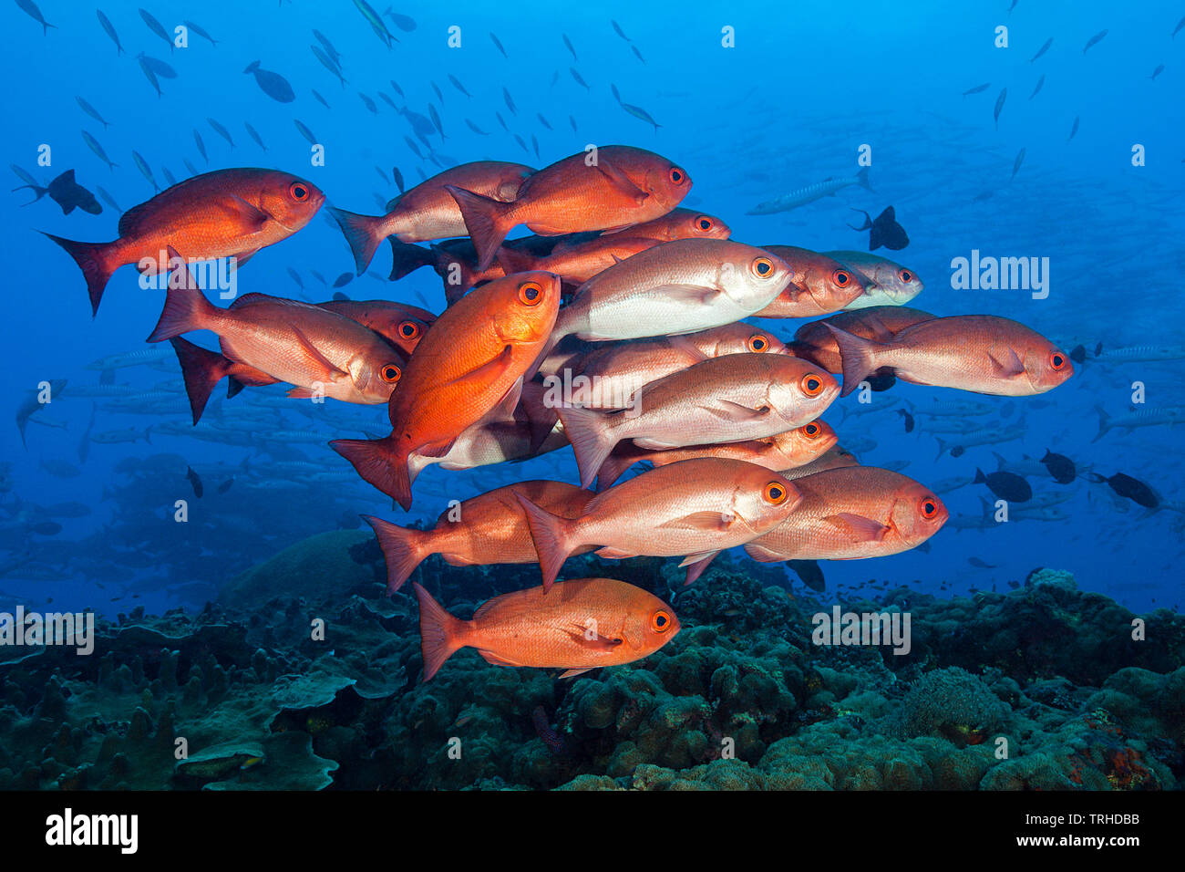 Shoal of Slender Pinjalo Snapper, Pinjalo lewisi, Tufi, Solomon Sea ...
