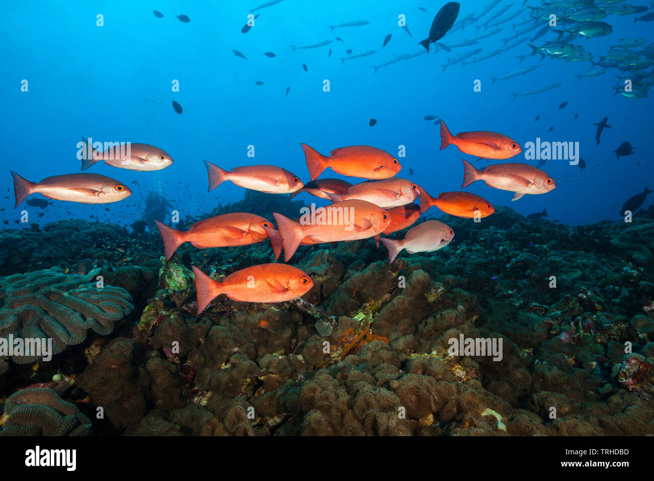 Shoal of Slender Pinjalo Snapper, Pinjalo lewisi, Tufi, Solomon Sea ...