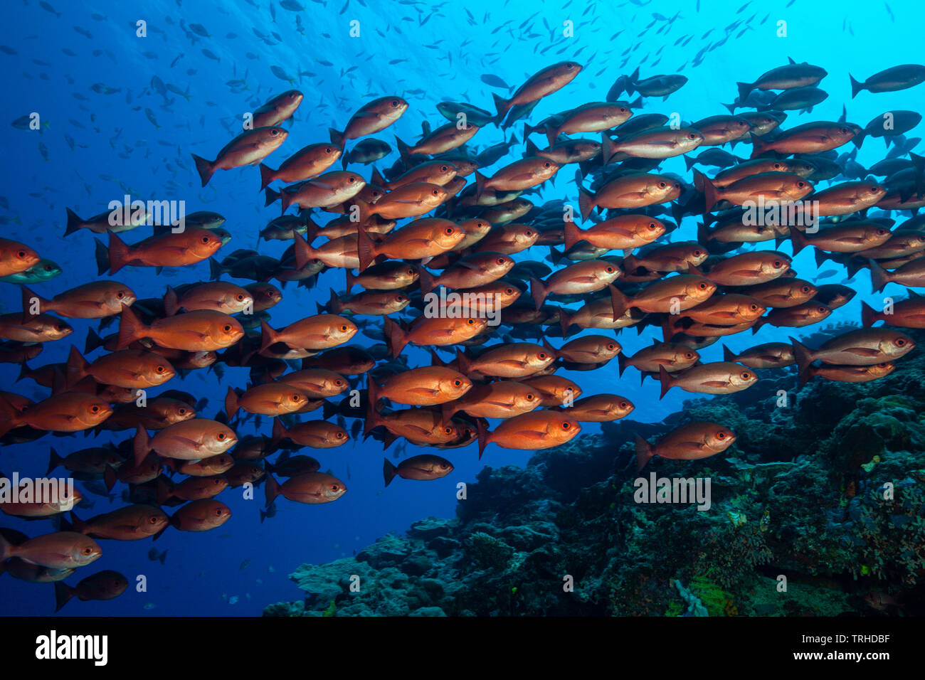 Slender pinjalo snapper hi-res stock photography and images - Alamy