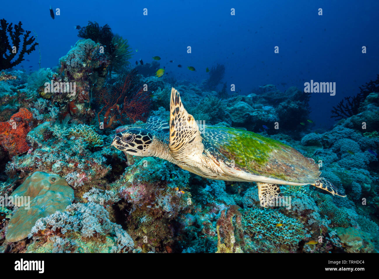 Solomon sea turtle hi-res stock photography and images - Alamy