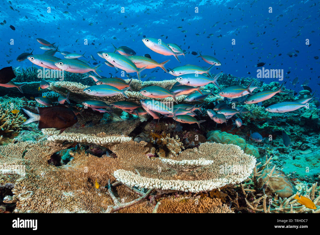 Shoal of Neon fusilier over Reef, Pterocaesio tile, Tufi, Solomon Sea ...