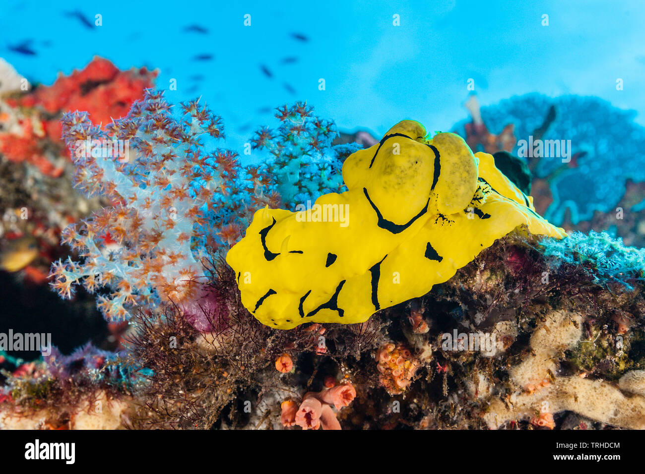 Yellow Neon Slug, Notodoris minor, Tufi, Solomon Sea, Papua New Guinea ...