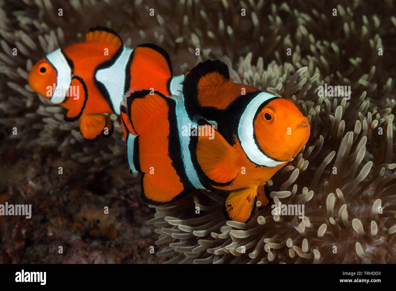Pair of clownfish hi-res stock photography and images - Alamy