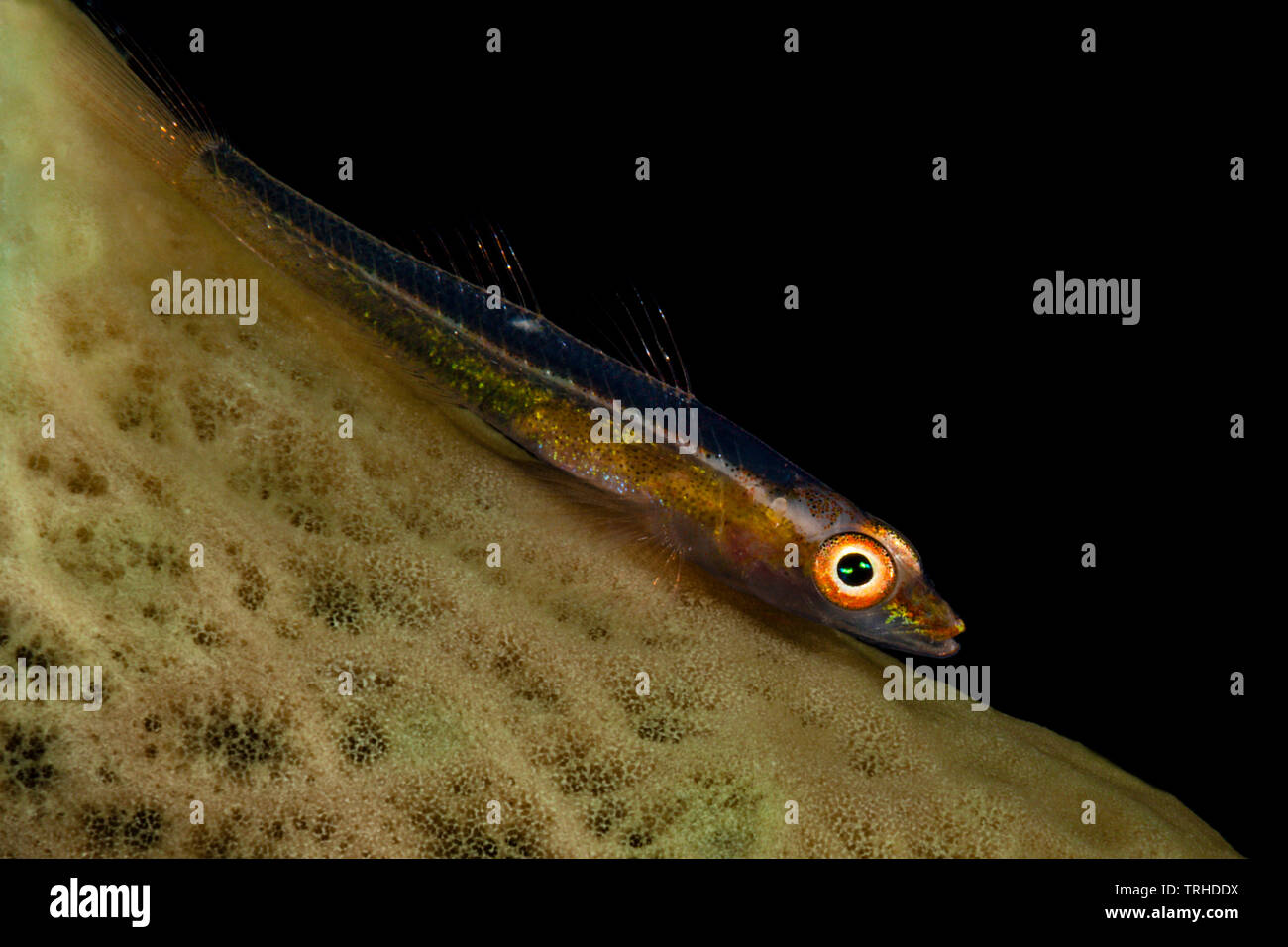 Sea goby fish hi-res stock photography and images - Alamy