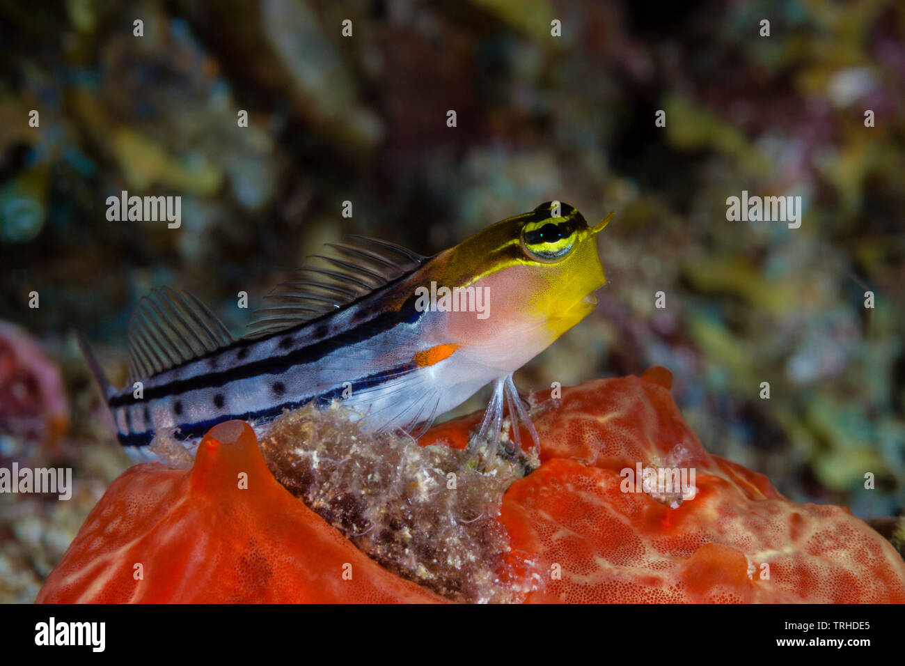 Axelrods clown blenny hi-res stock photography and images - Alamy
