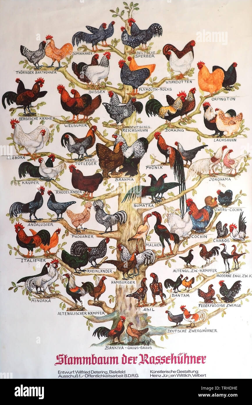 Dreieich, Germany - March 23, 2019: An illustration of the family tree ...