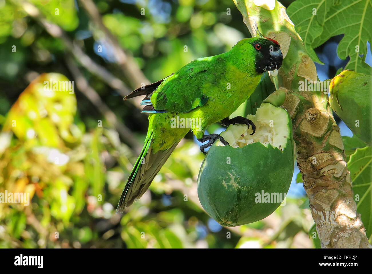 Ouvea parakeet (Eunymphicus uvaeensis) eating papaya on Ouvea Island ...