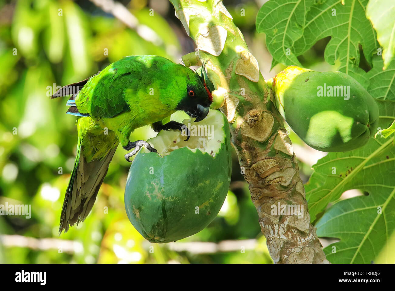 Eunymphicus uvaeensis hi-res stock photography and images - Alamy