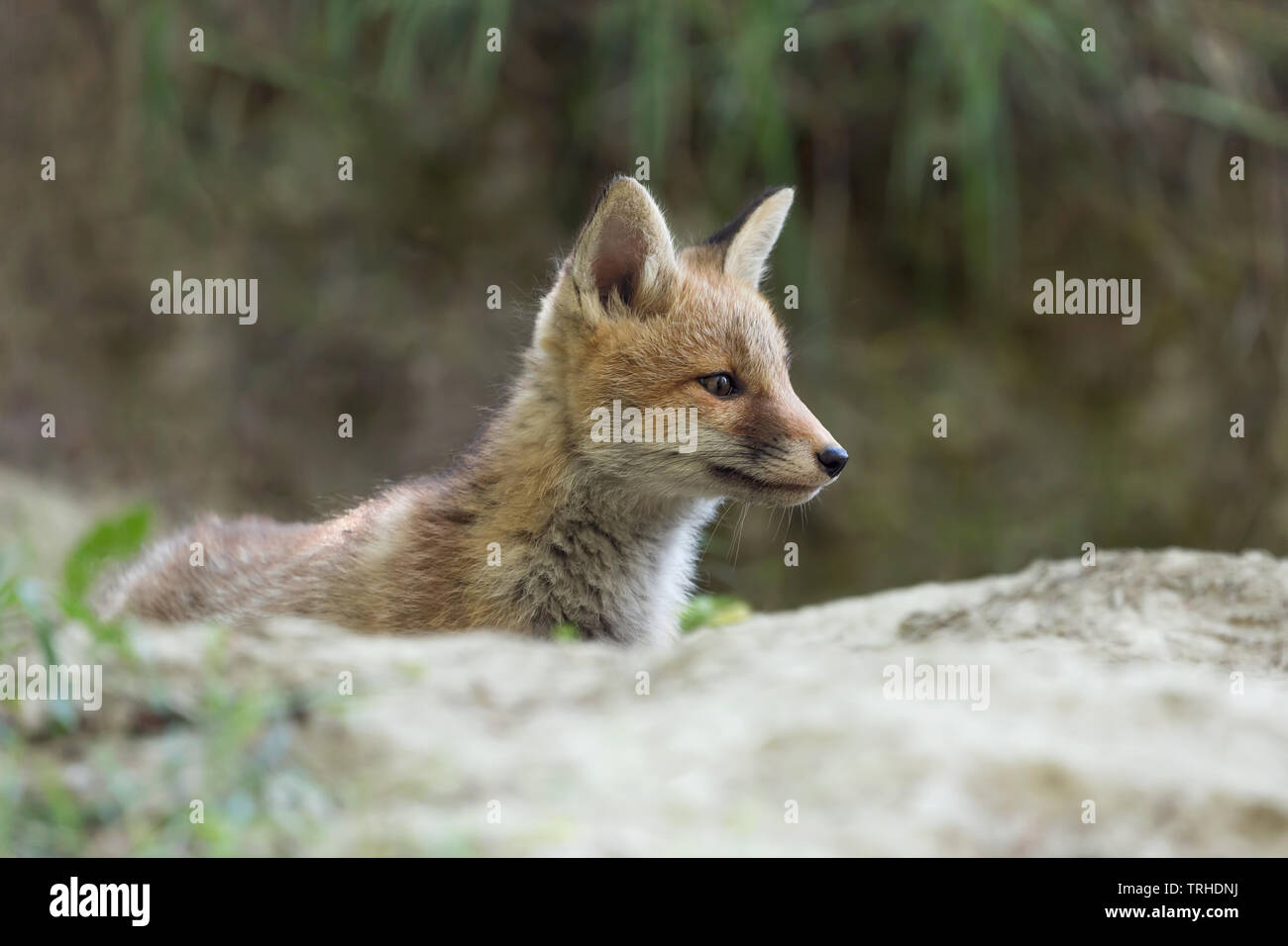 Rara national park hi-res stock photography and images - Alamy
