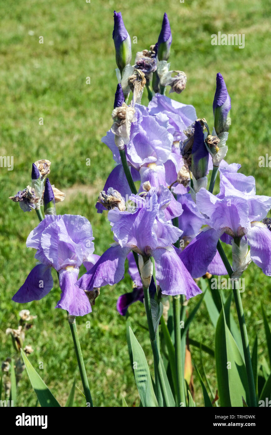 Sweet iris hi-res stock photography and images - Alamy