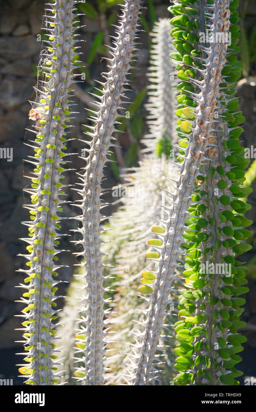 Cactus spikes hi-res stock photography and images - Alamy