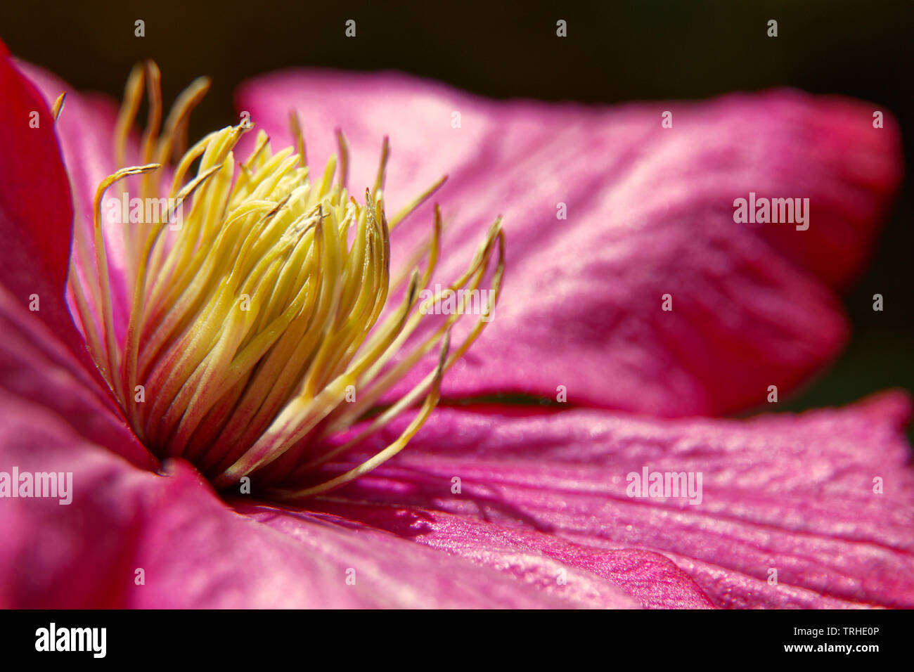 Large clematis hi-res stock photography and images - Alamy
