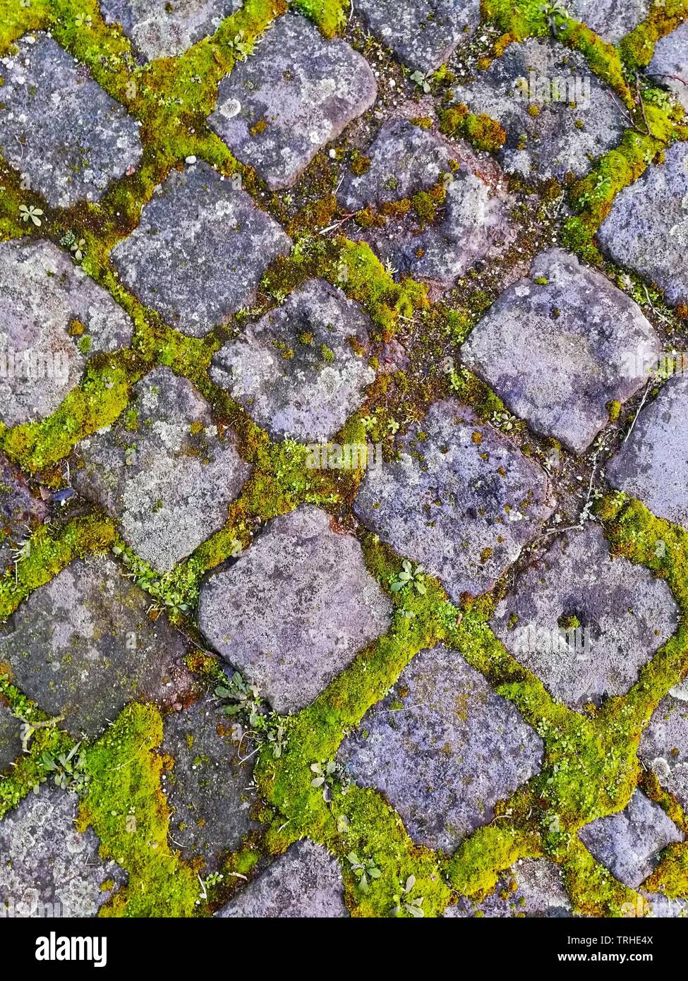Ground with moss hi-res stock photography and images - Alamy