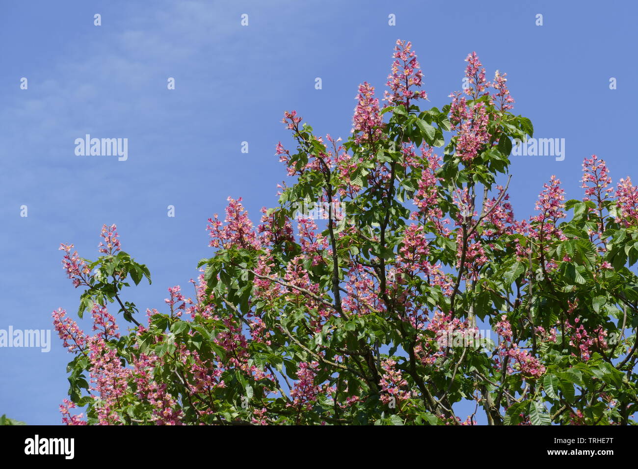 Red chestnut blossoms on tree branches, Germany, Europe Stock Photo - Alamy