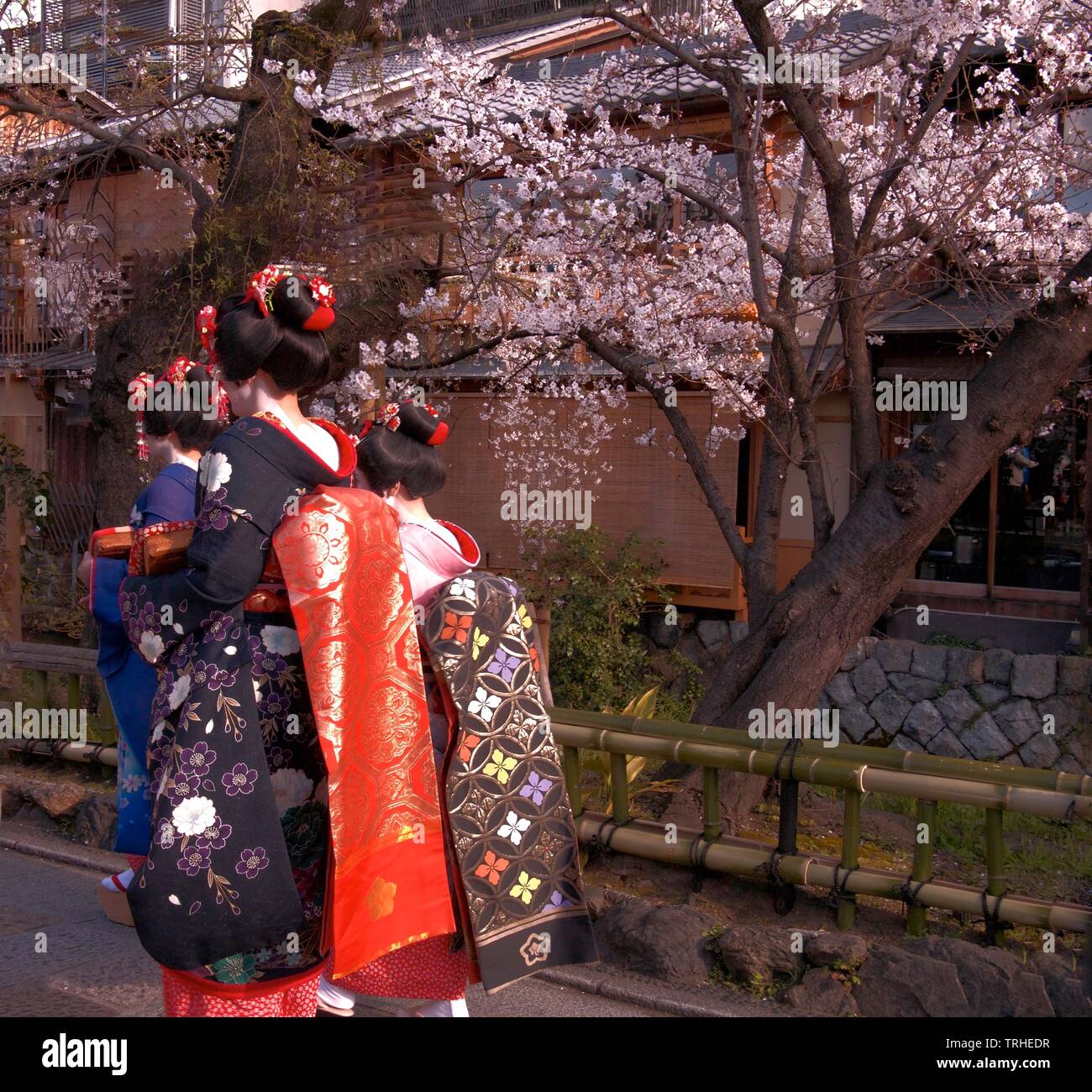 A group of Maiko or apprentice Geisha in their traditional colorful ...