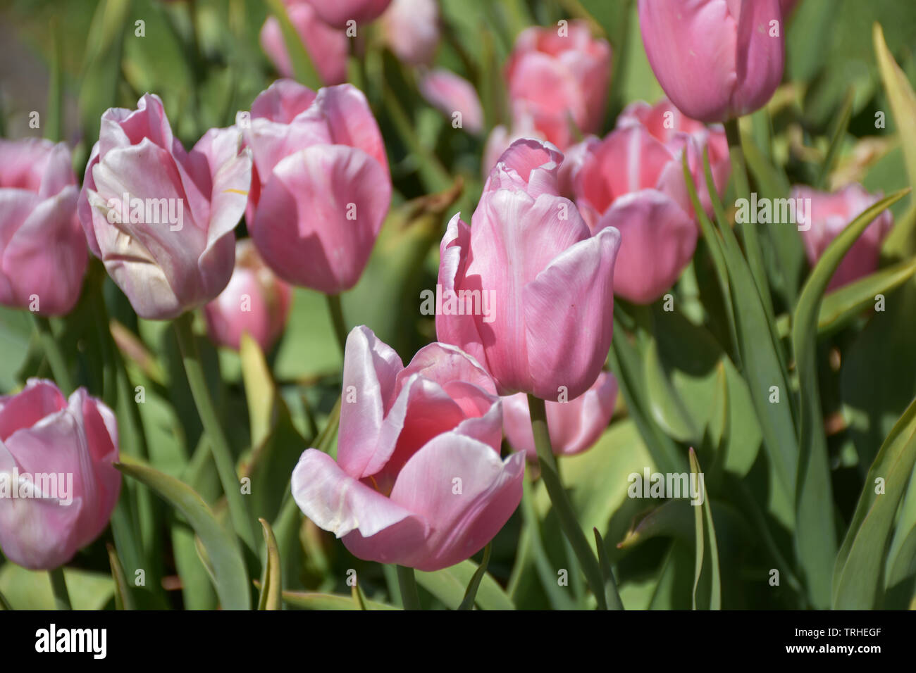 Beautiful blooming pink tulip blossoms flowering in a garden Stock ...