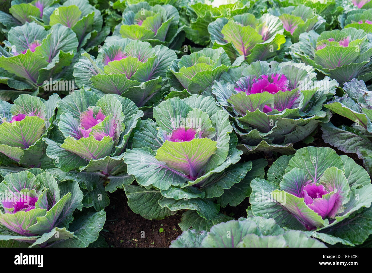 Cultivation cabbage bloom growing in plantation Stock Photo - Alamy