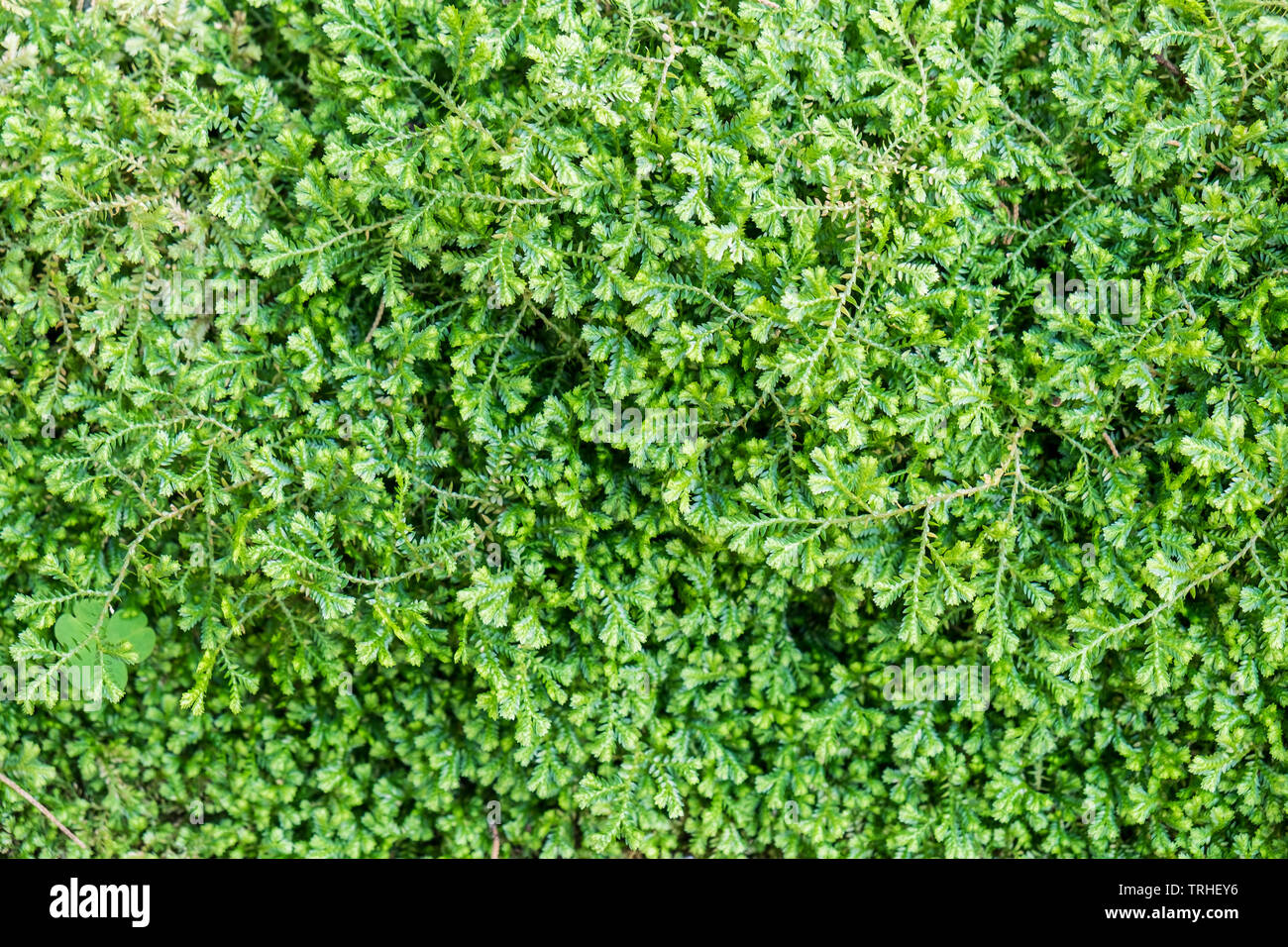 Green leaves small pattern background Stock Photo - Alamy