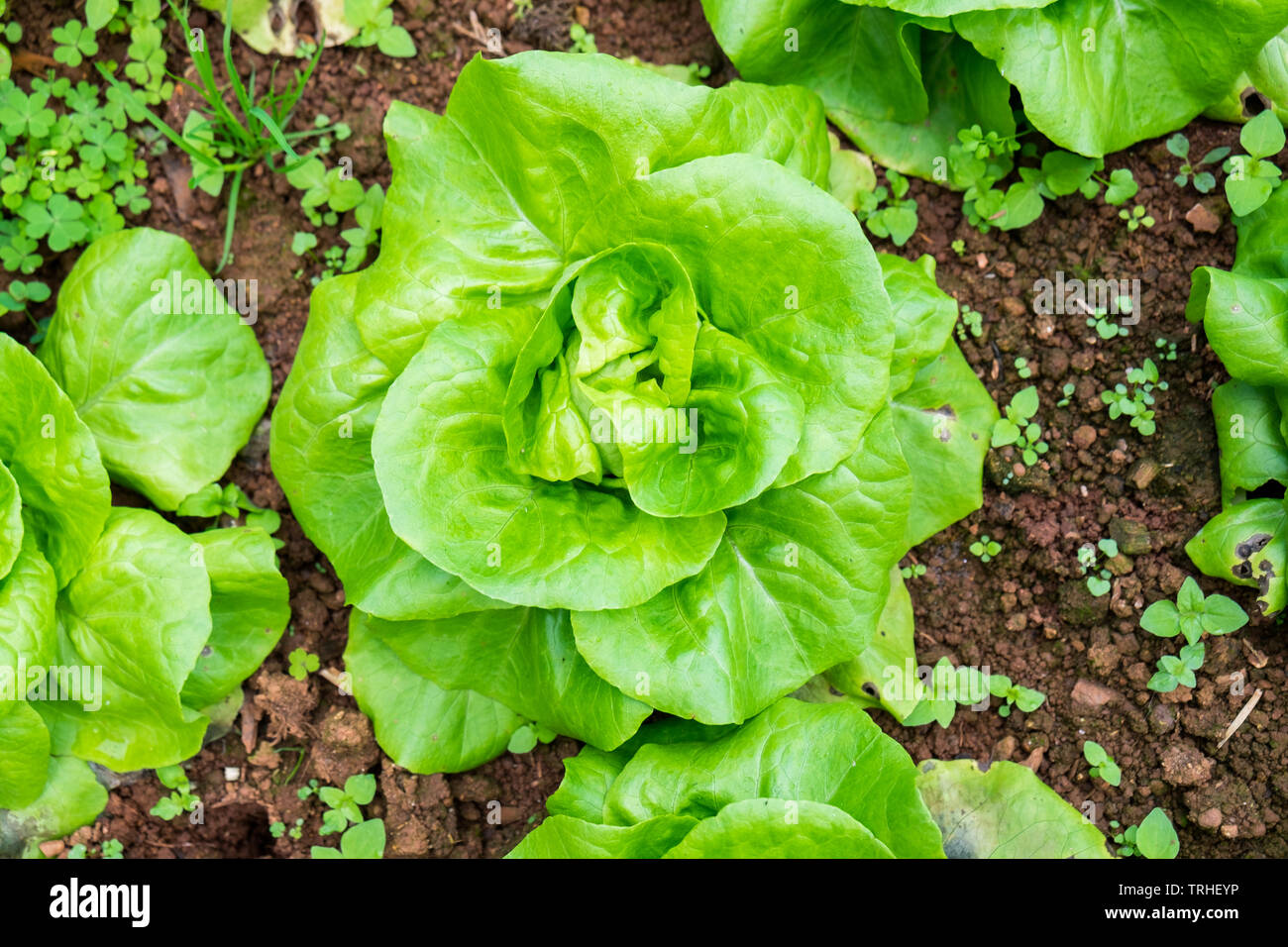 Cultivation lettuce green plant in farm Stock Photo - Alamy