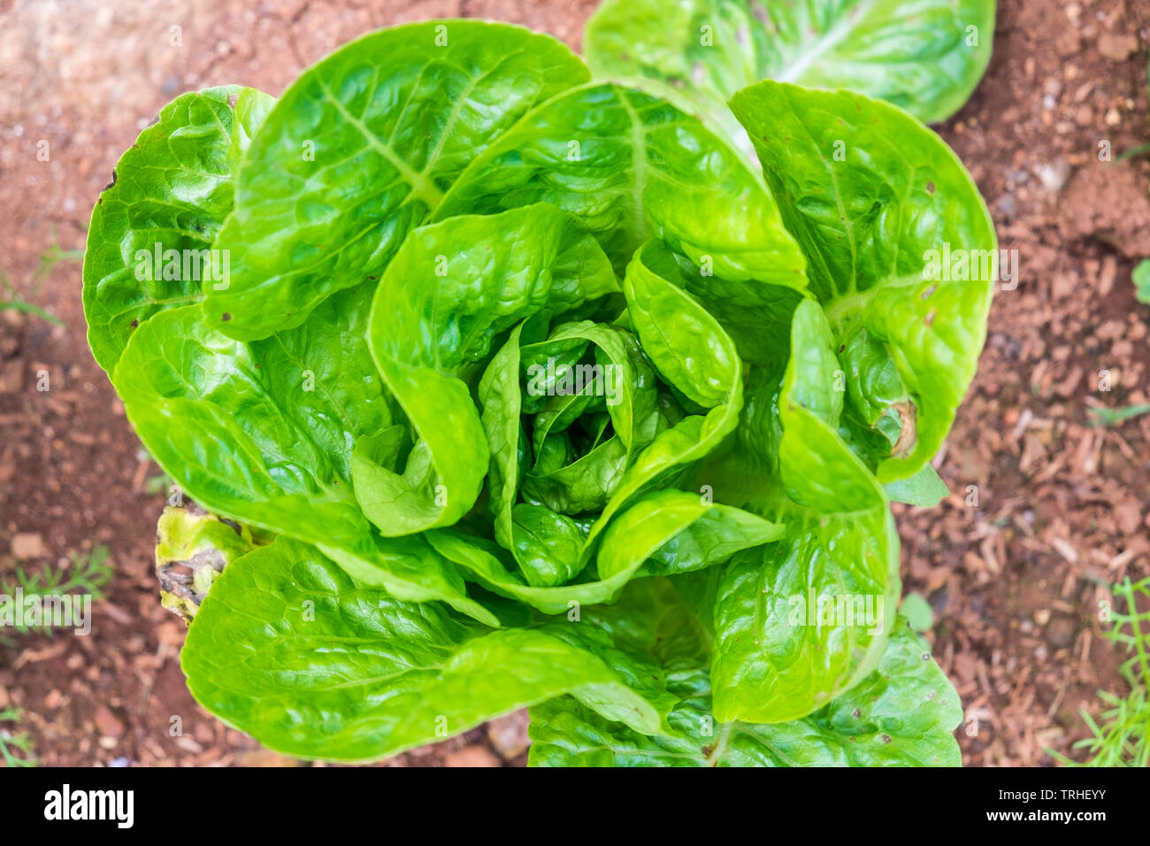 Big head lettuce green fresh in farm Stock Photo - Alamy
