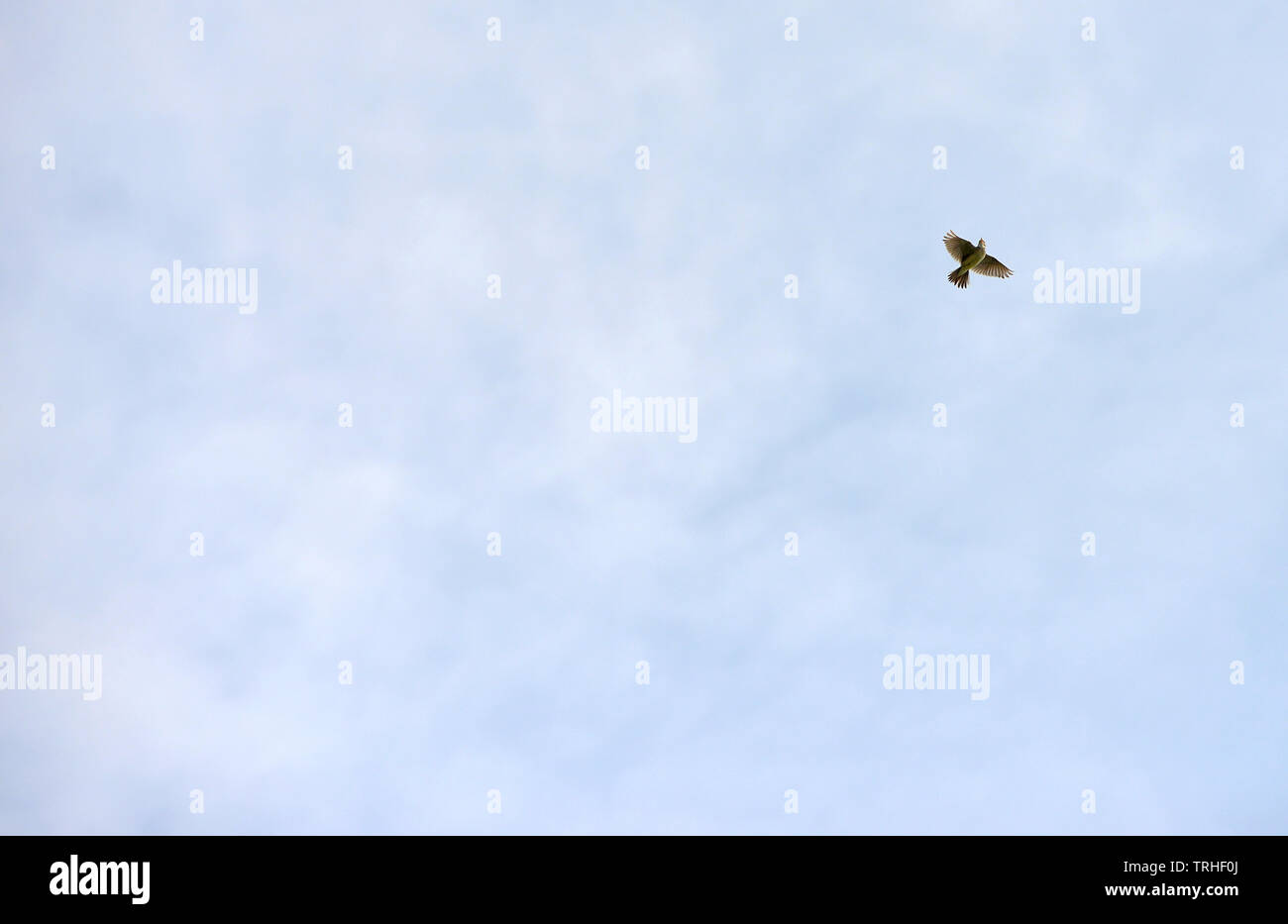 Skylark flying high Stock Photo - Alamy