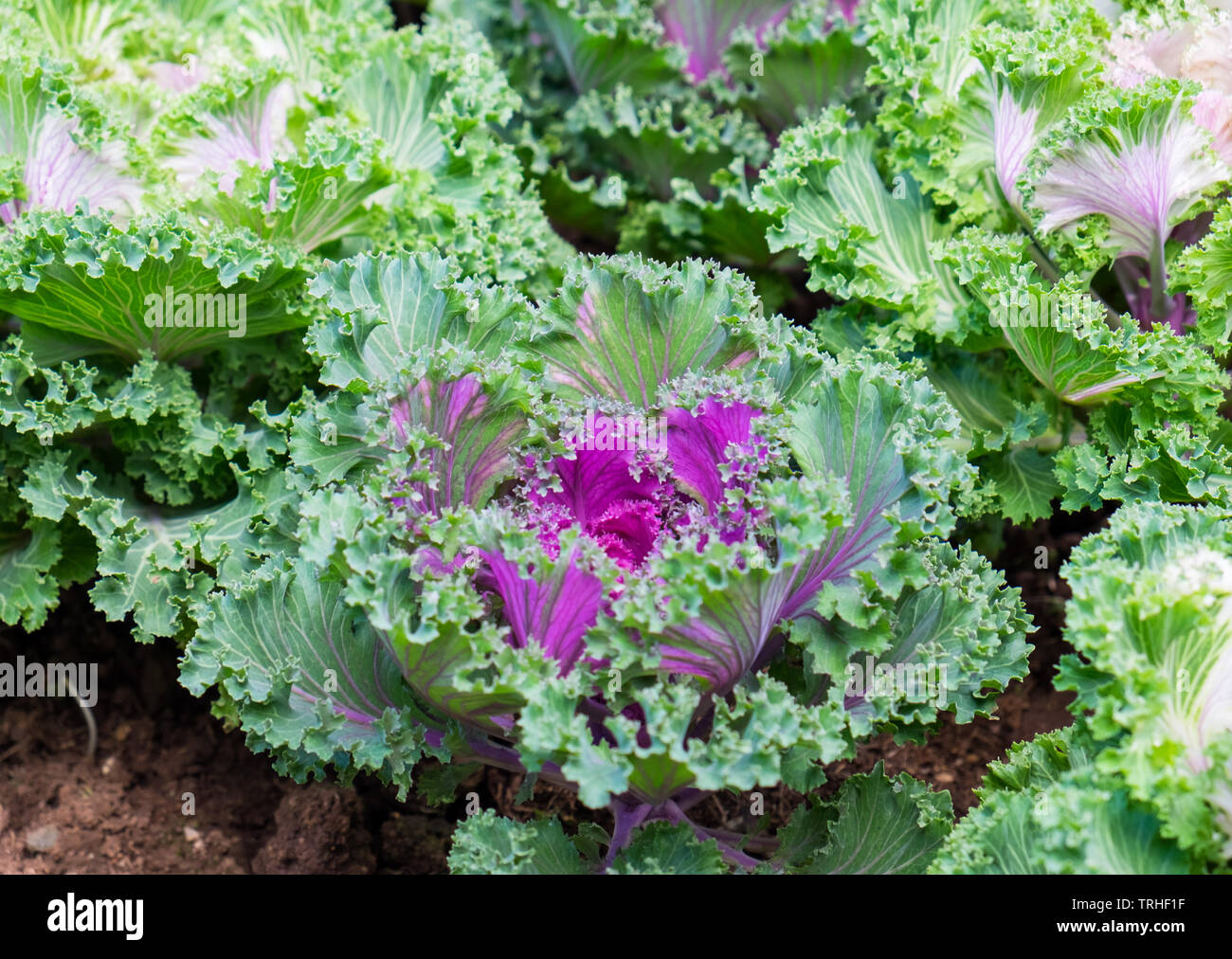 Cultivation cabbage bloom growing in plantation Stock Photo - Alamy