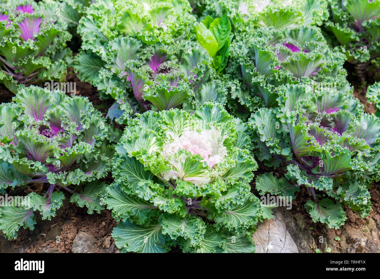 Cultivation cabbage bloom growing in plantation Stock Photo - Alamy