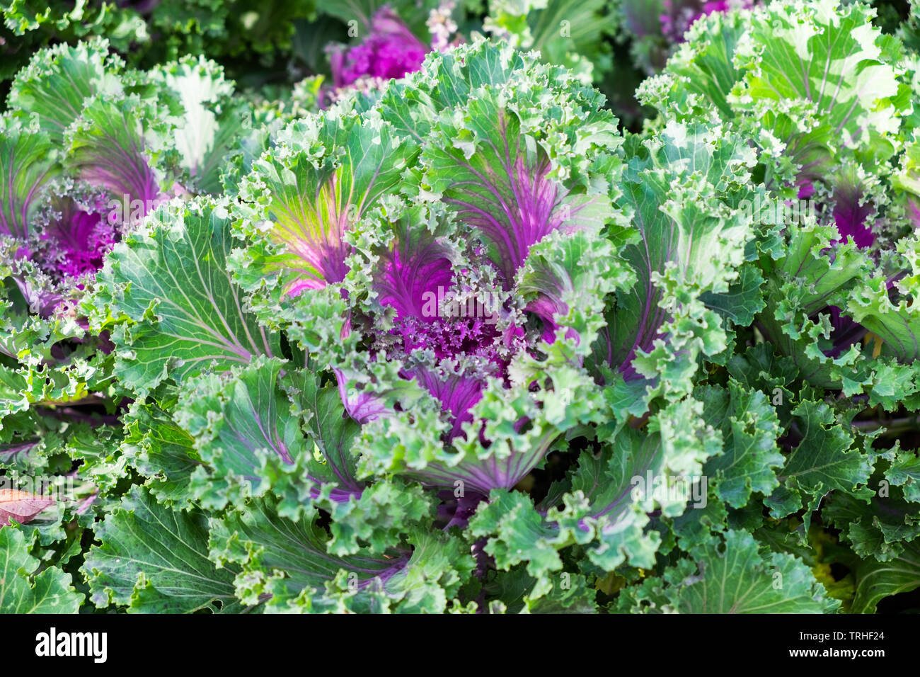 Cultivation cabbage bloom growing in plantation Stock Photo - Alamy