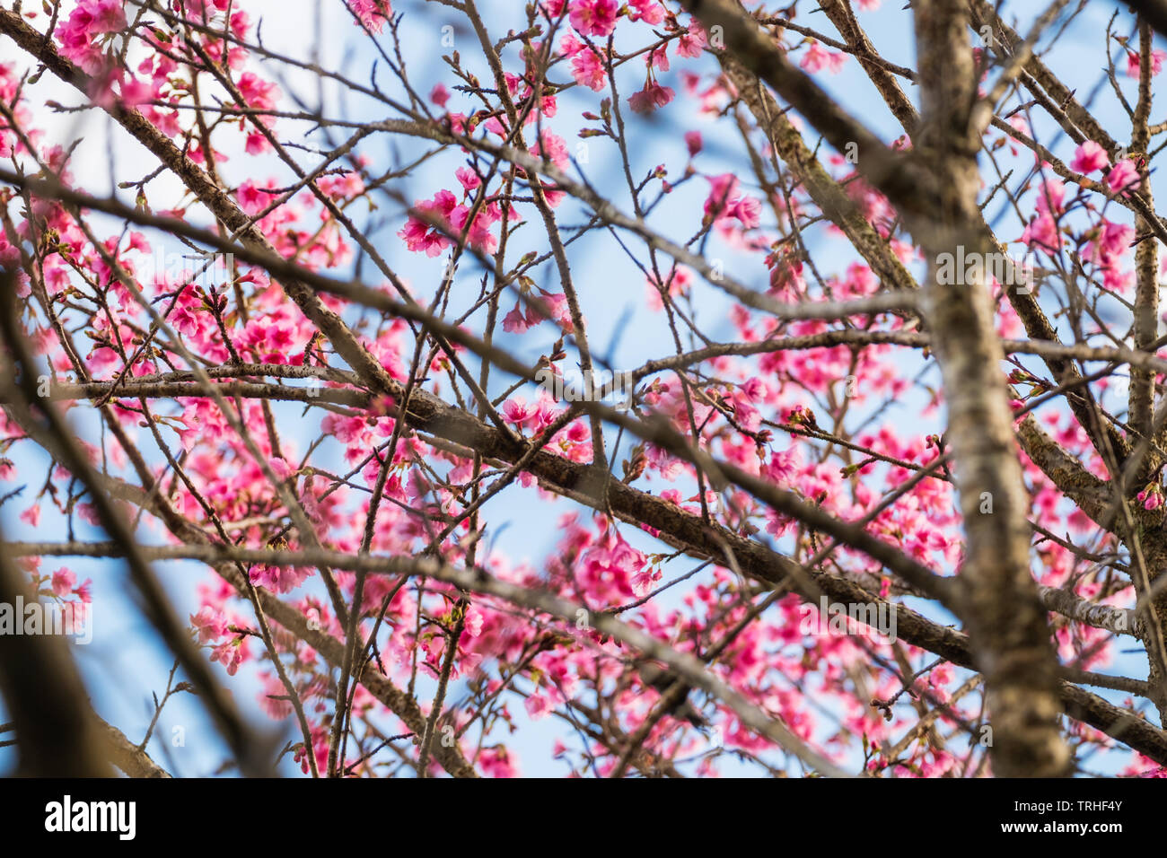 Wild himalayan cherry pink flower on branch natural background Stock ...