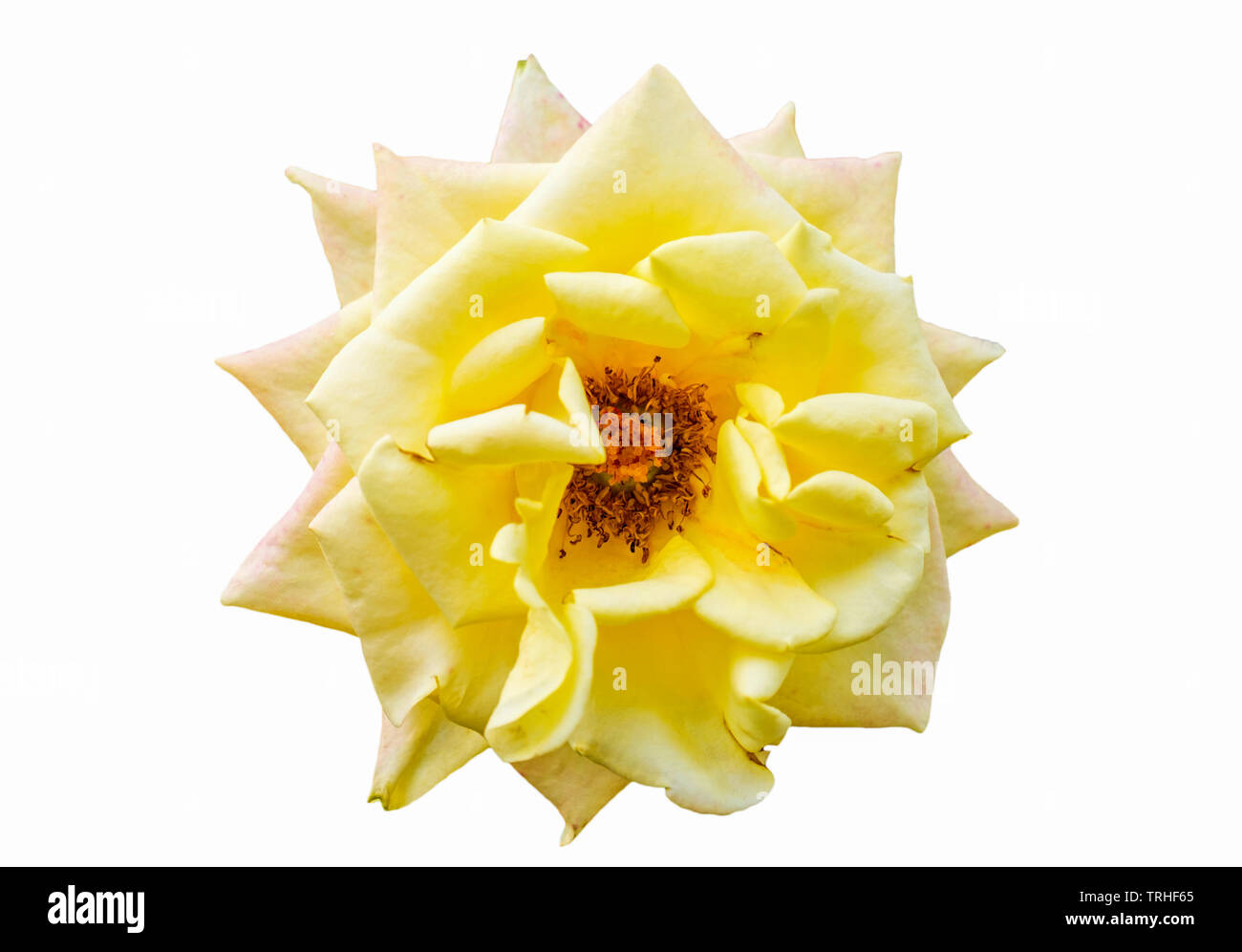 Rose yellow blooming,isolated on background Stock Photo - Alamy