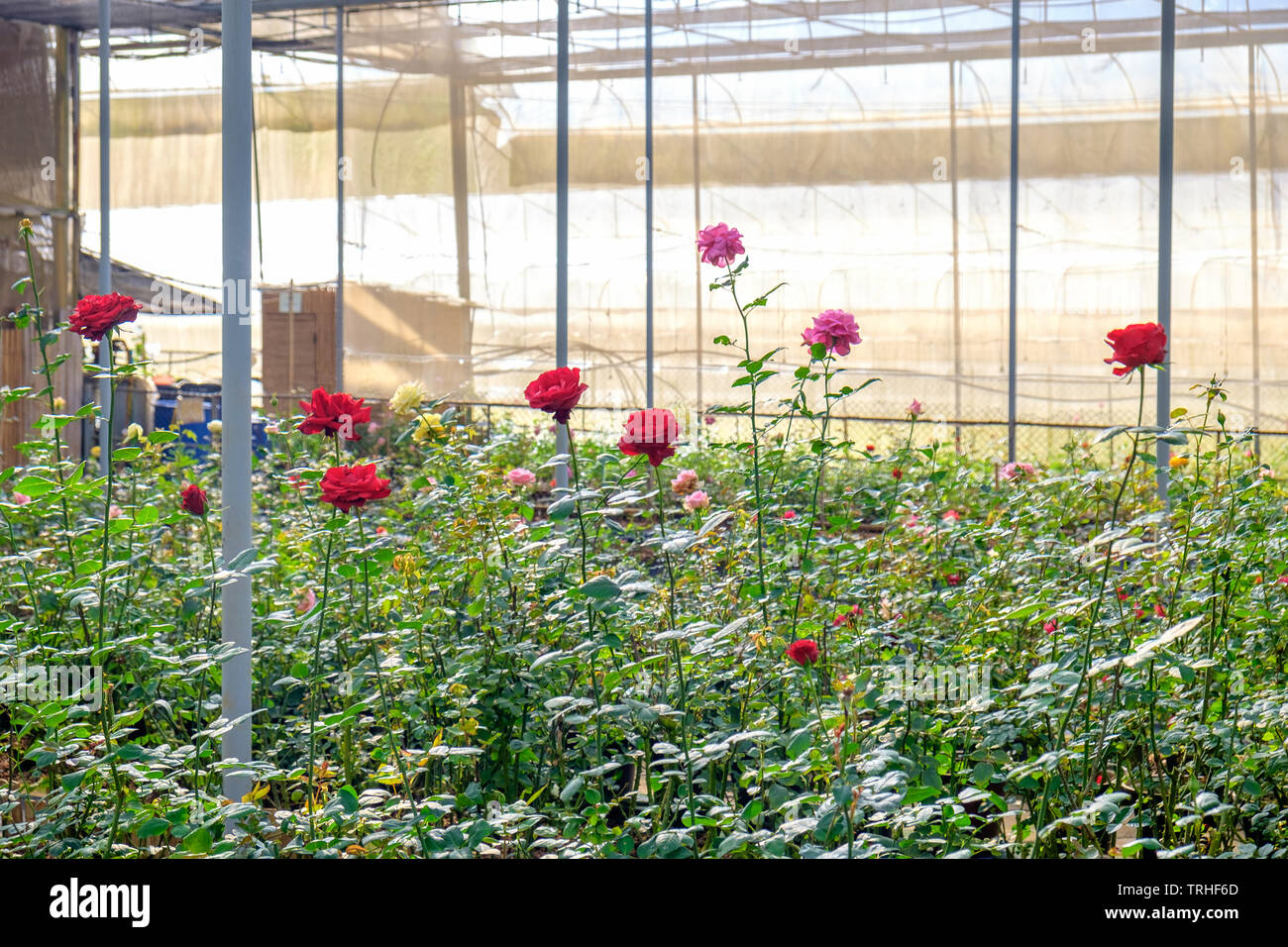 Roses bush garden in plant nursery Stock Photo - Alamy