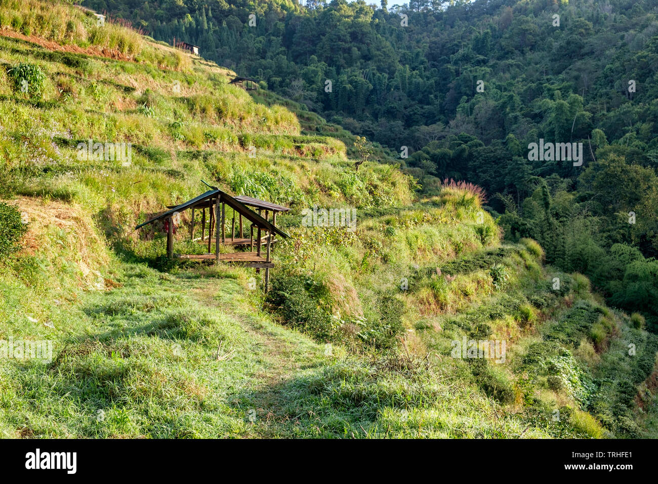 Wooden cottage on terrace tea plantation Stock Photo - Alamy