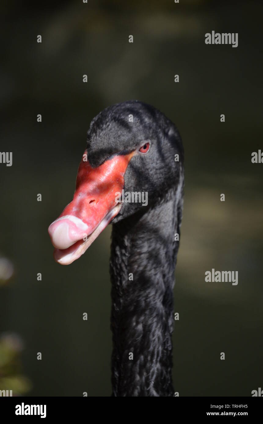 Miniature swan hi-res stock photography and images - Alamy