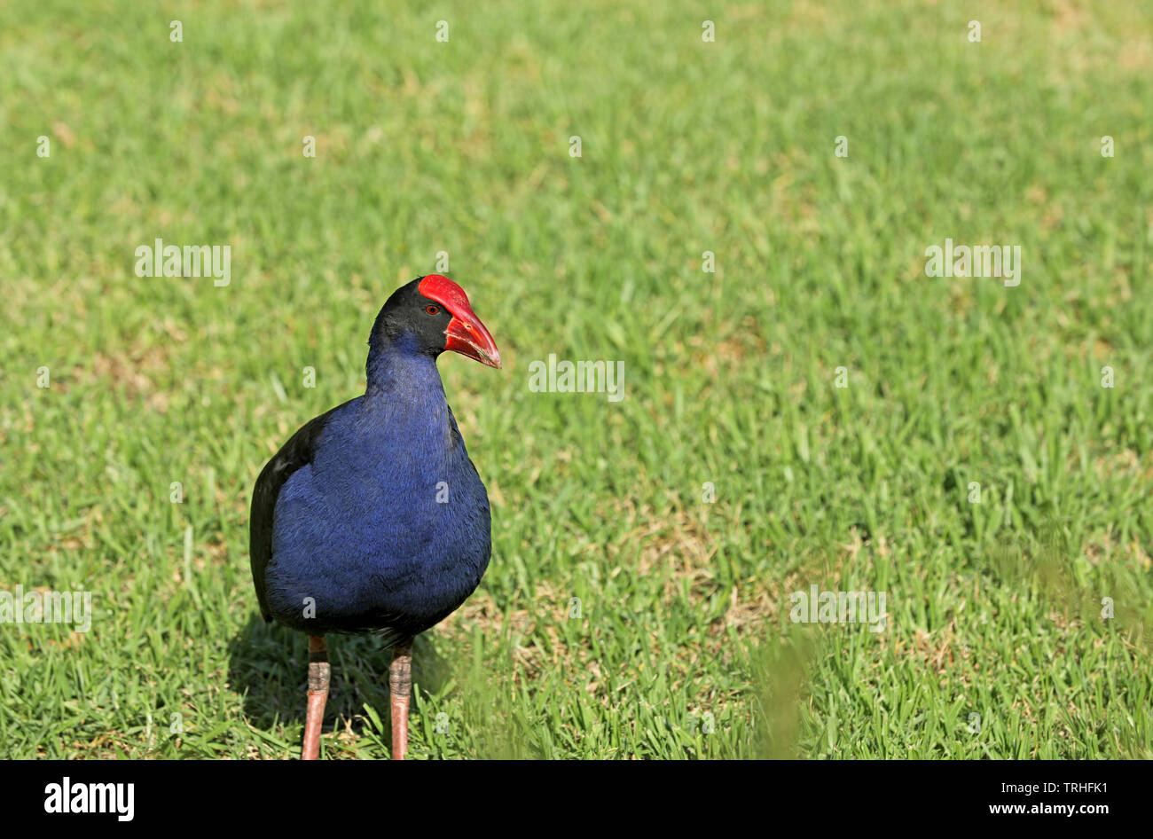 Nz pukeko bird hi-res stock photography and images - Alamy
