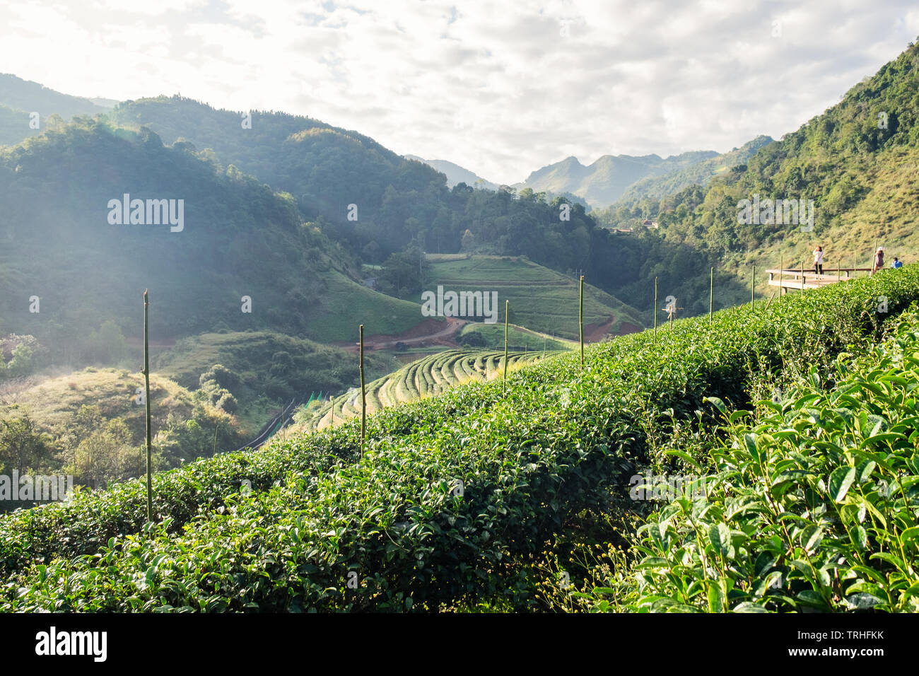 Tea plantation terrace beautiful landscape at chiang mai,thailand Stock ...
