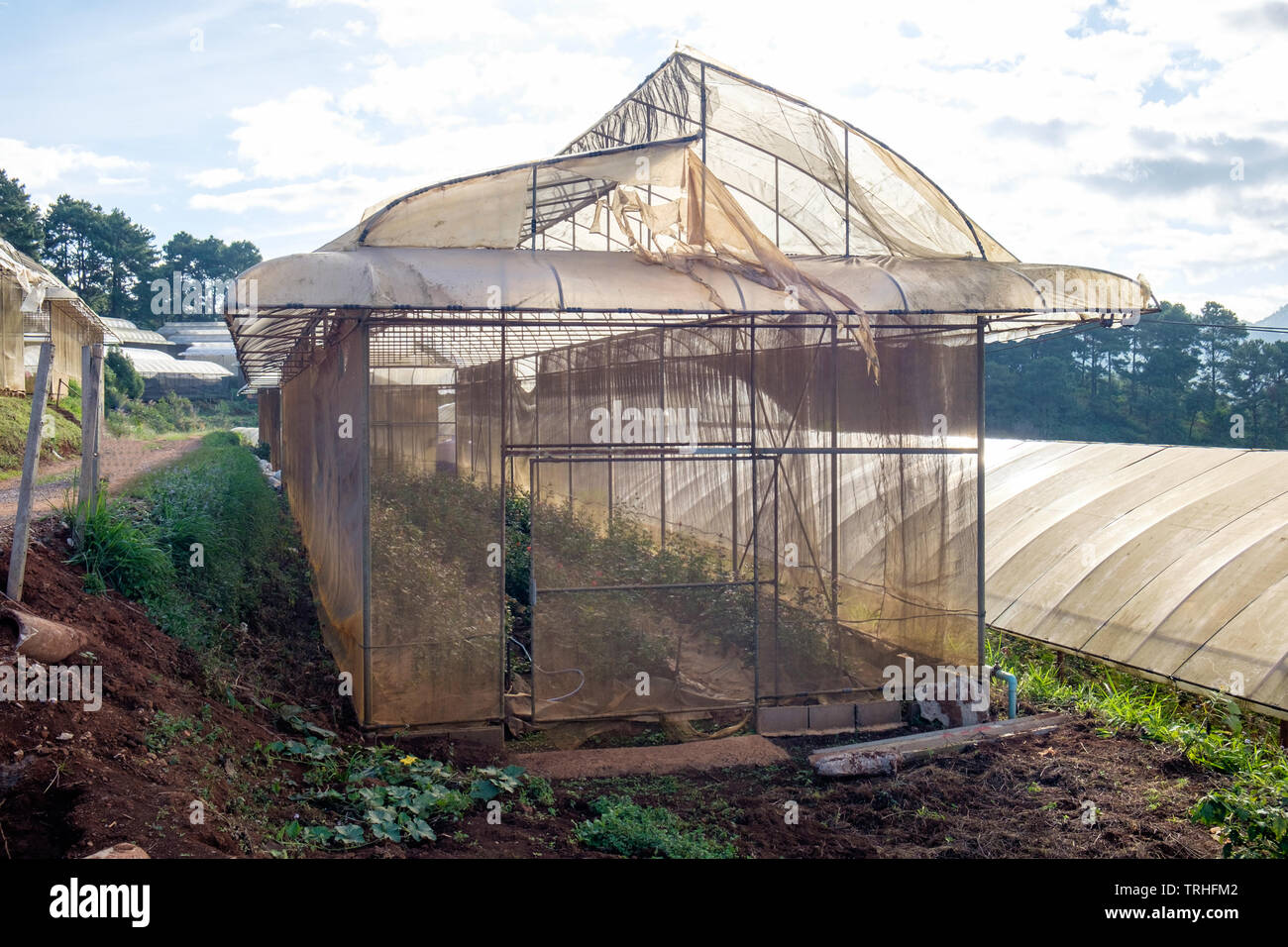 Structure building plant breeding roses Stock Photo - Alamy