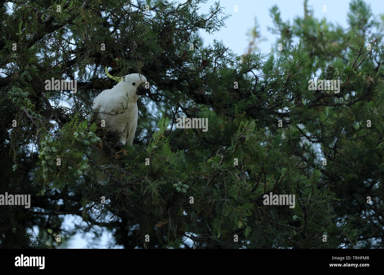 Australian money nature hi-res stock photography and images - Alamy