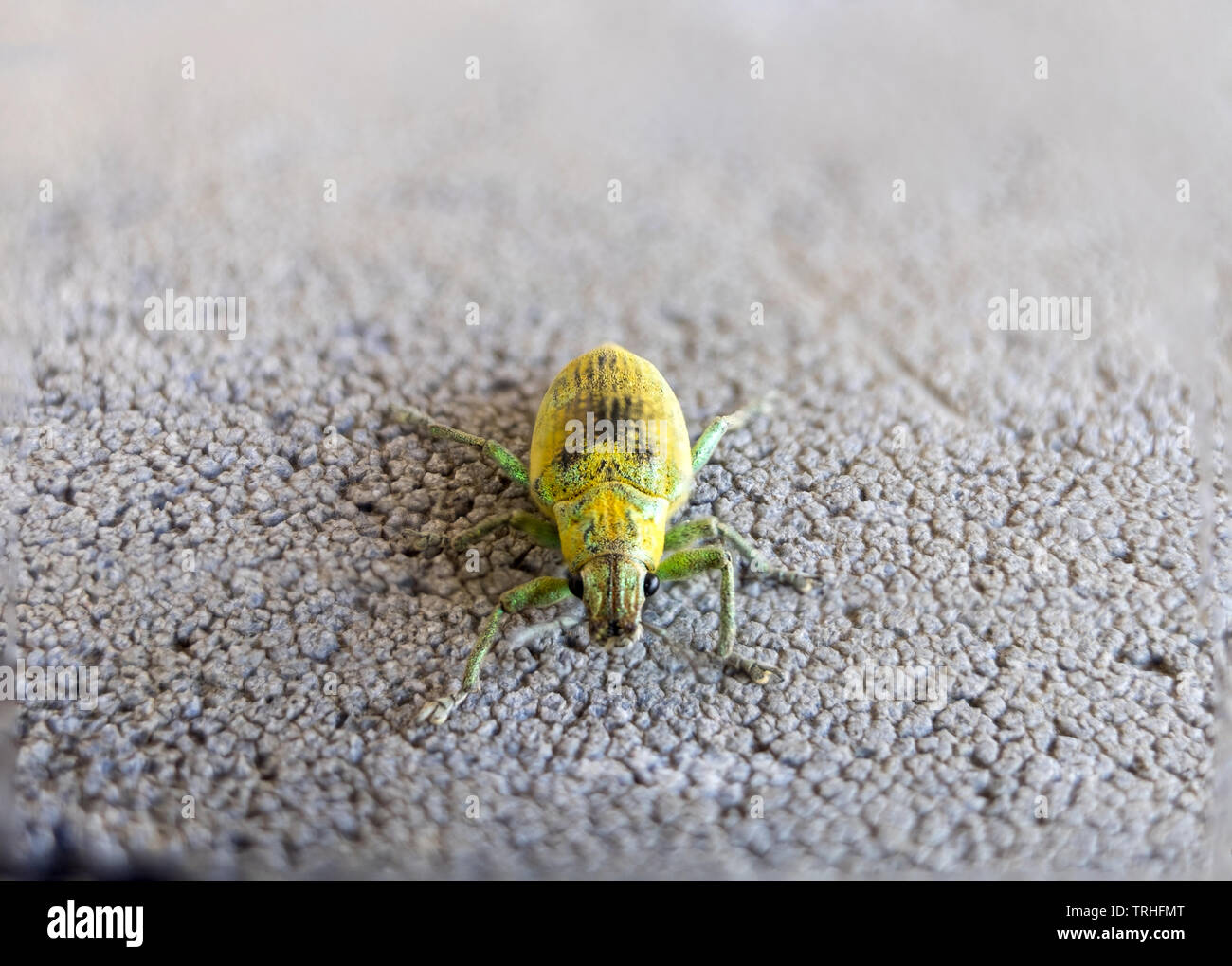 Green Weevil pest small insect gold yellow green Stock Photo - Alamy