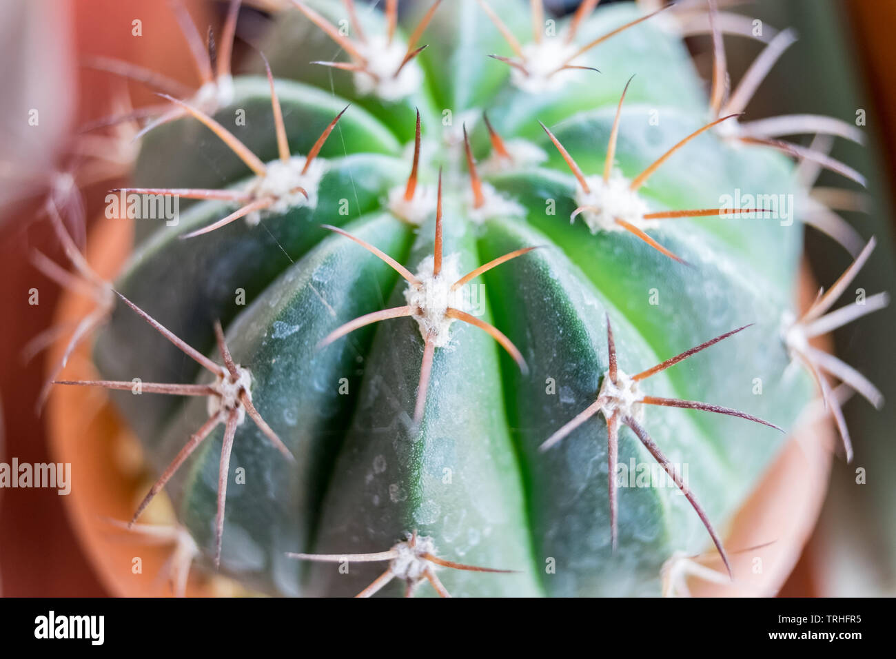 Small cactus species in brown vase,top view,flat lay Stock Photo - Alamy